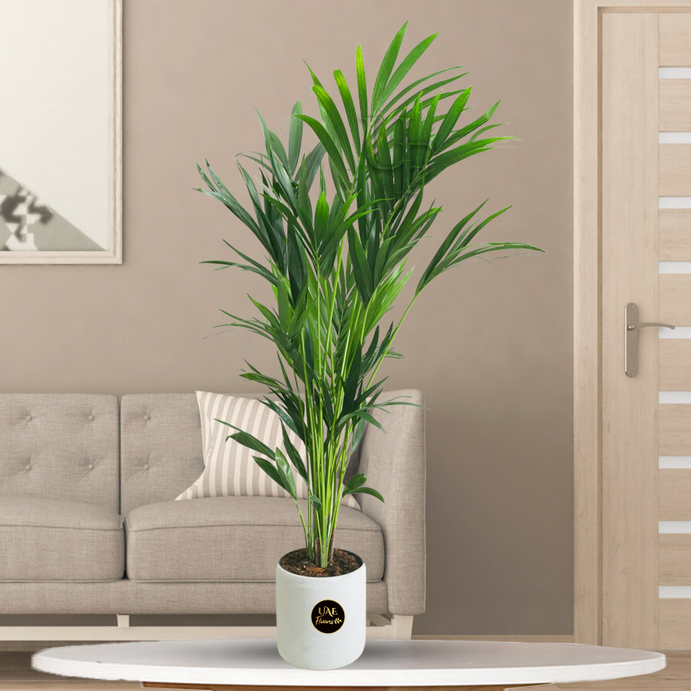 Order Kentia Palm Howea Forsteriana Plant